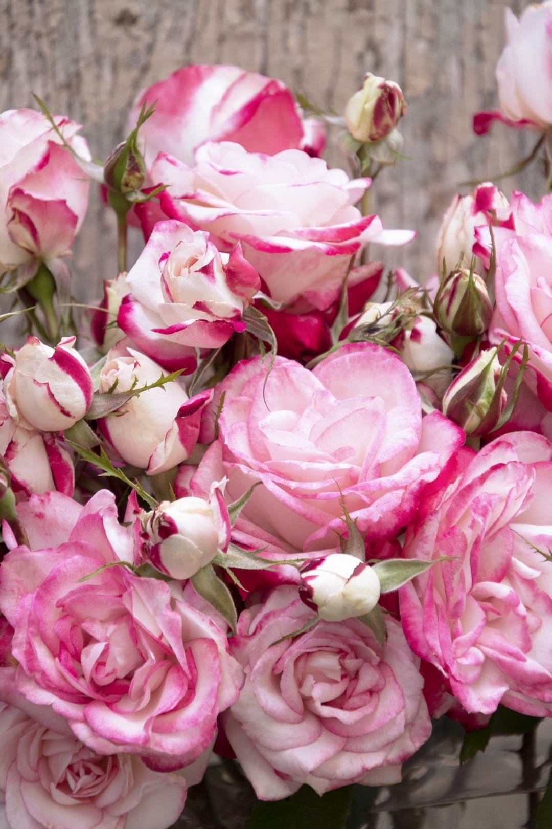 Grace N' Grit Pink BiColor Shrub Rose - Pahl's Market - Apple Valley, MN