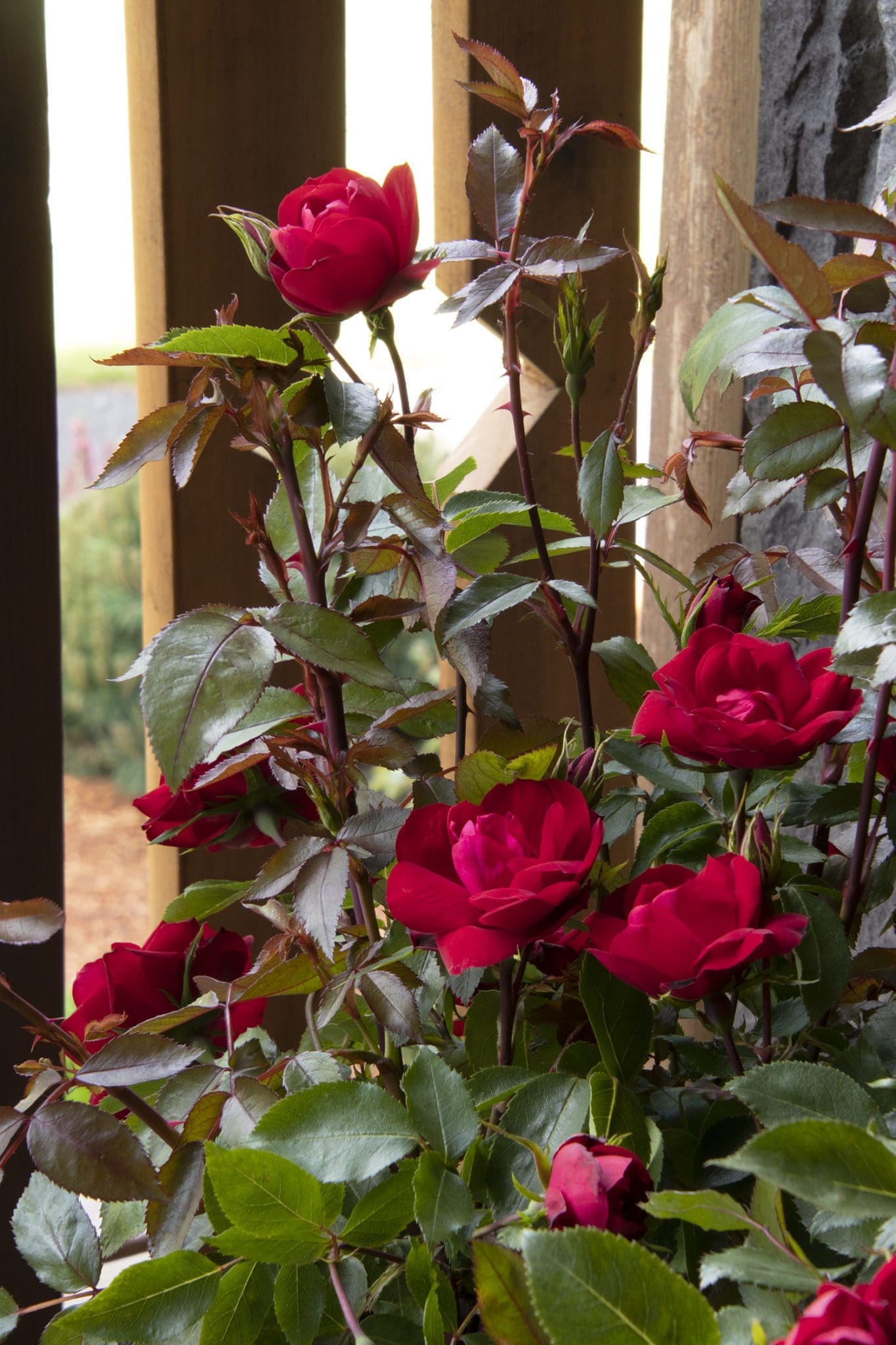 Grace N' Grit Red Shrub Rose - Pahl's Market - Apple Valley, MN