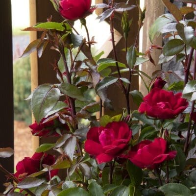 Grace N' Grit Red Shrub Rose - Pahl's Market - Apple Valley, MN