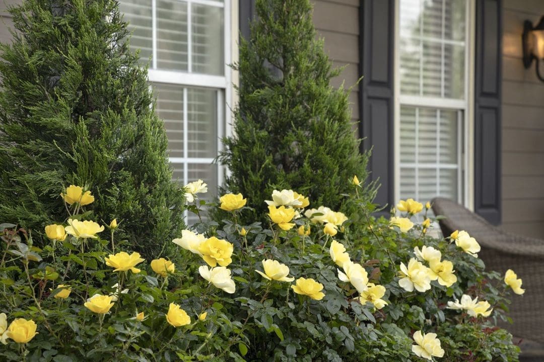 Grace N' Grit Yellow Shrub Rose - Pahl's Market - Apple Valley, MN