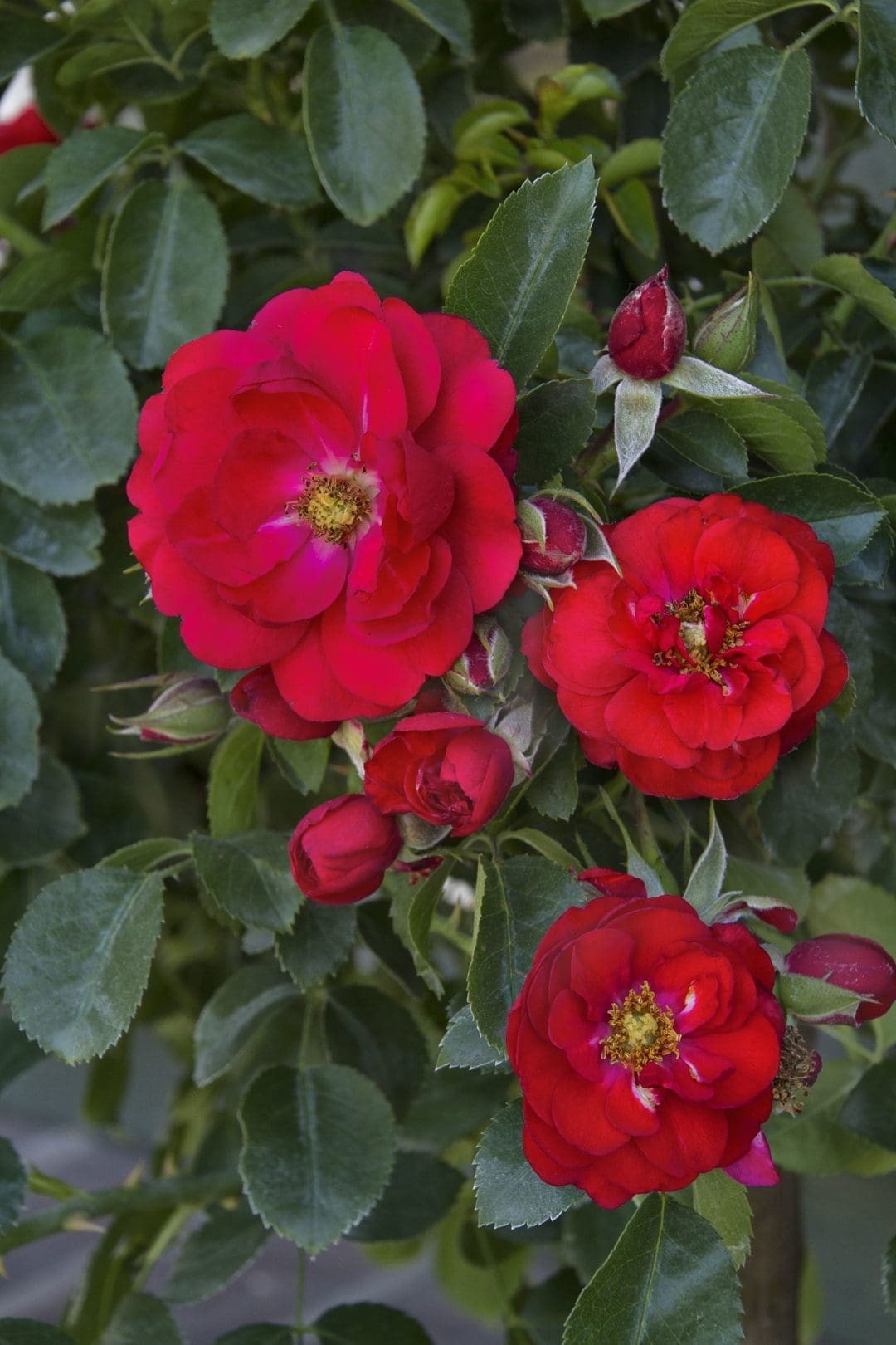 Flower Carpet Scarlet Groundcover Rose - Pahl's Market