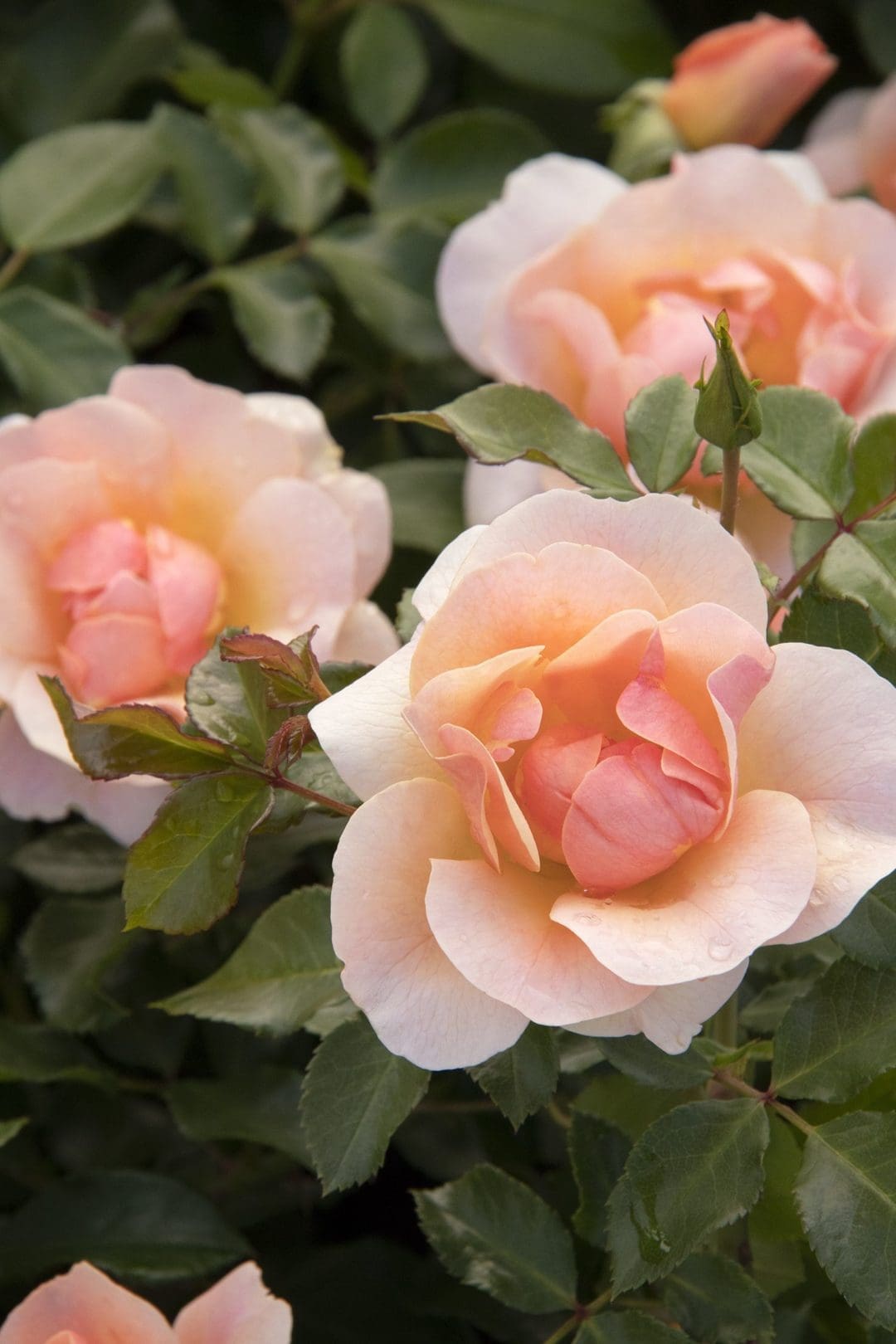 Nitty Gritty Peach Rose - Pahl's Market - Apple Valley, MN