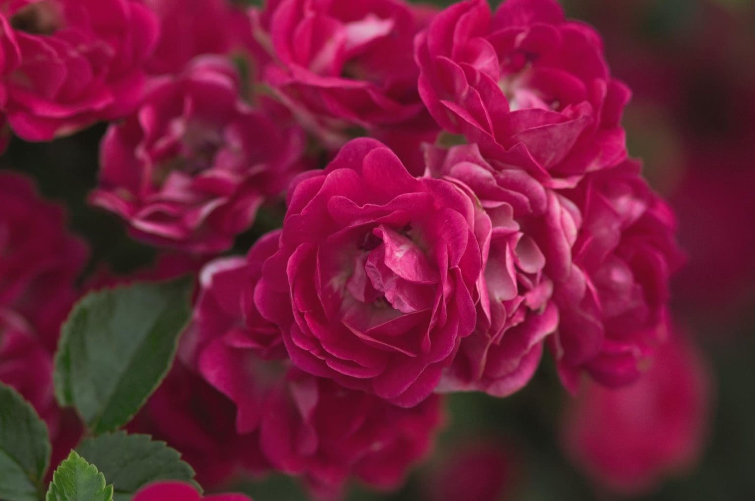 Little Mischief Rose - Pahl's Market - Apple Valley, MN