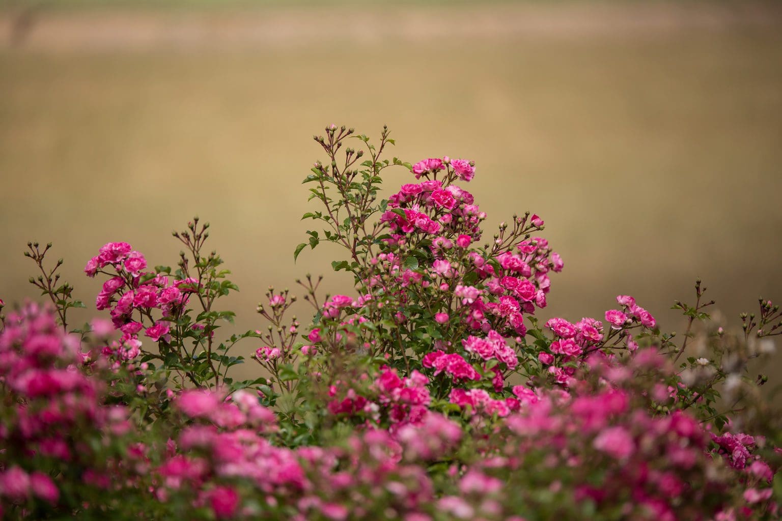 Little Mischief Rose - Pahl's Market - Apple Valley, MN