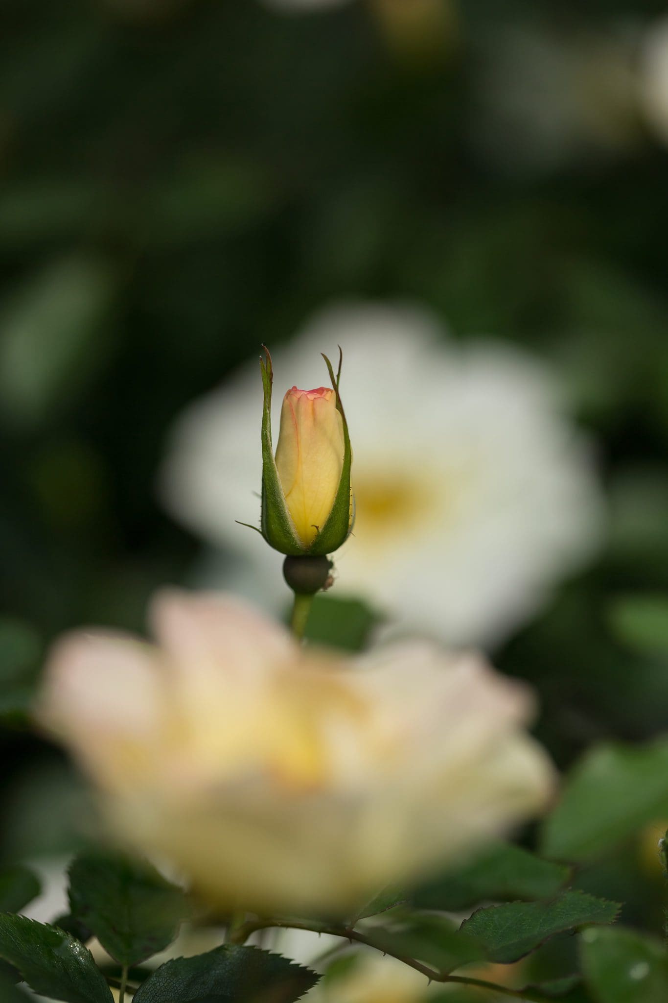 Oscar Peterson Rose - Pahl's Market - Apple Valley, MN