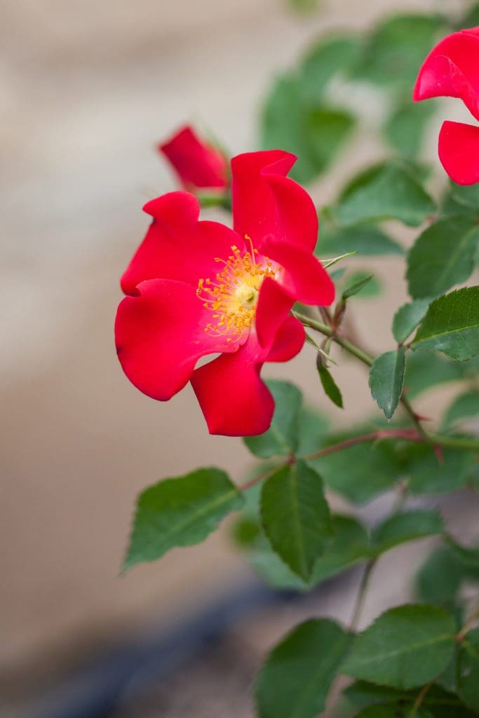 Screaming Neon Red Rose - Pahl's Market - Apple Valley, MN