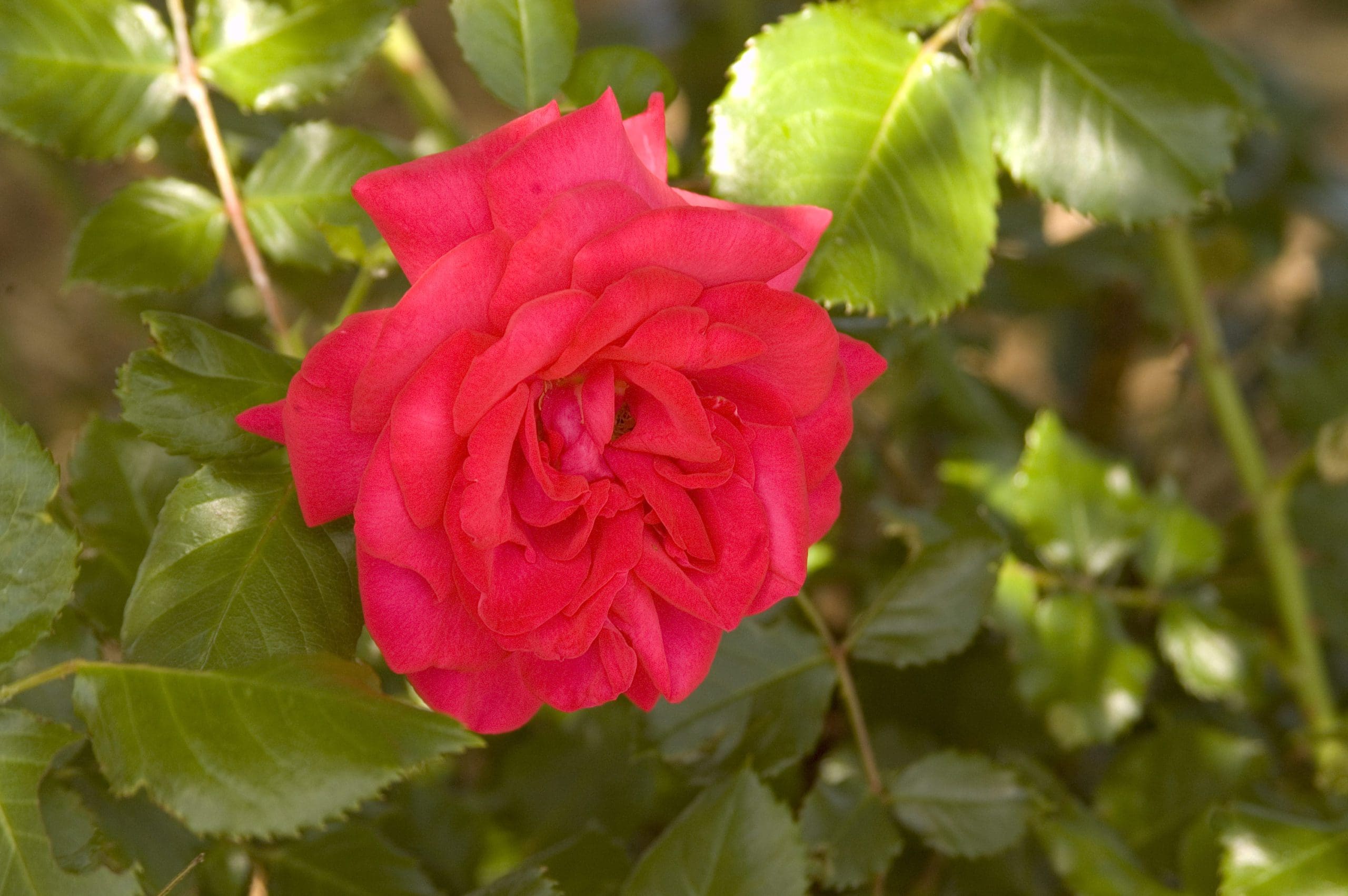 Super Hero Rose - Pahl's Market - Apple Valley, MN