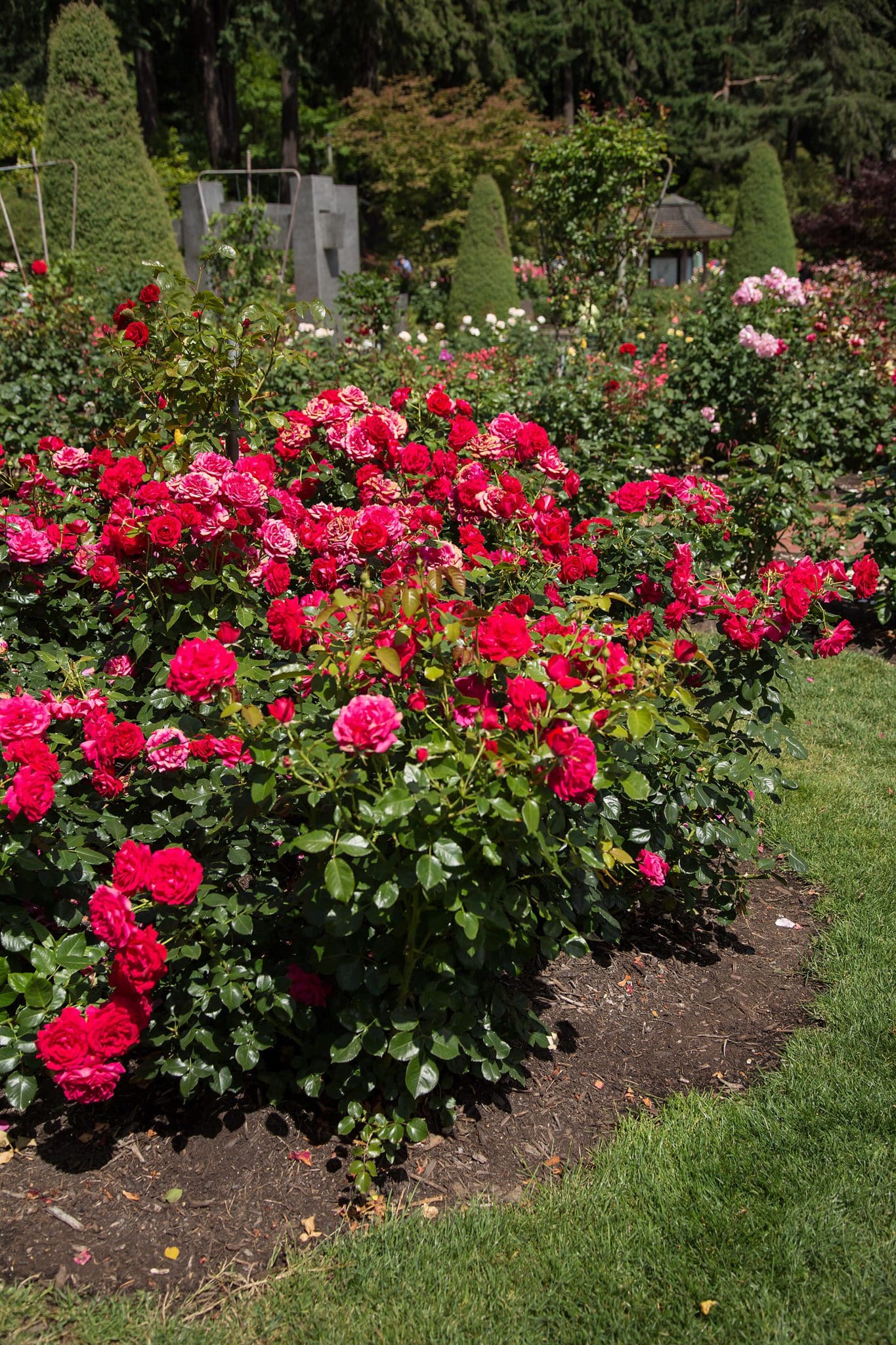 Super Hero Rose - Pahl's Market - Apple Valley, MN