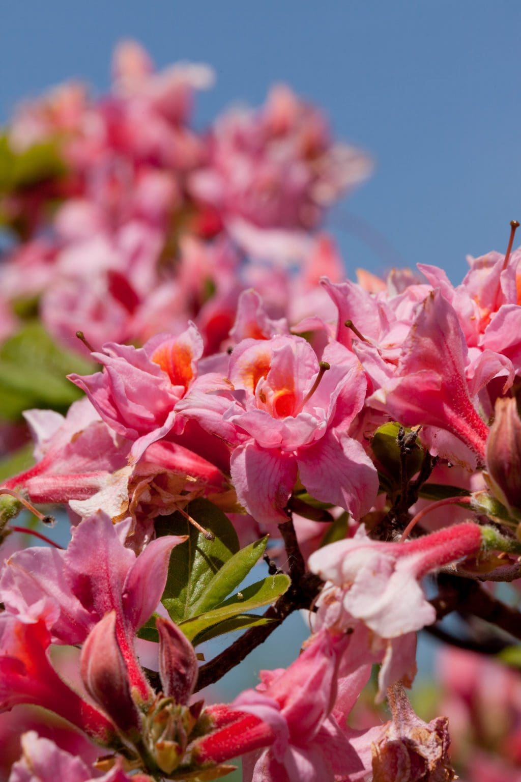 Electric Lights Double Pink Azalea - Pahl's Market - Apple Valley, MN