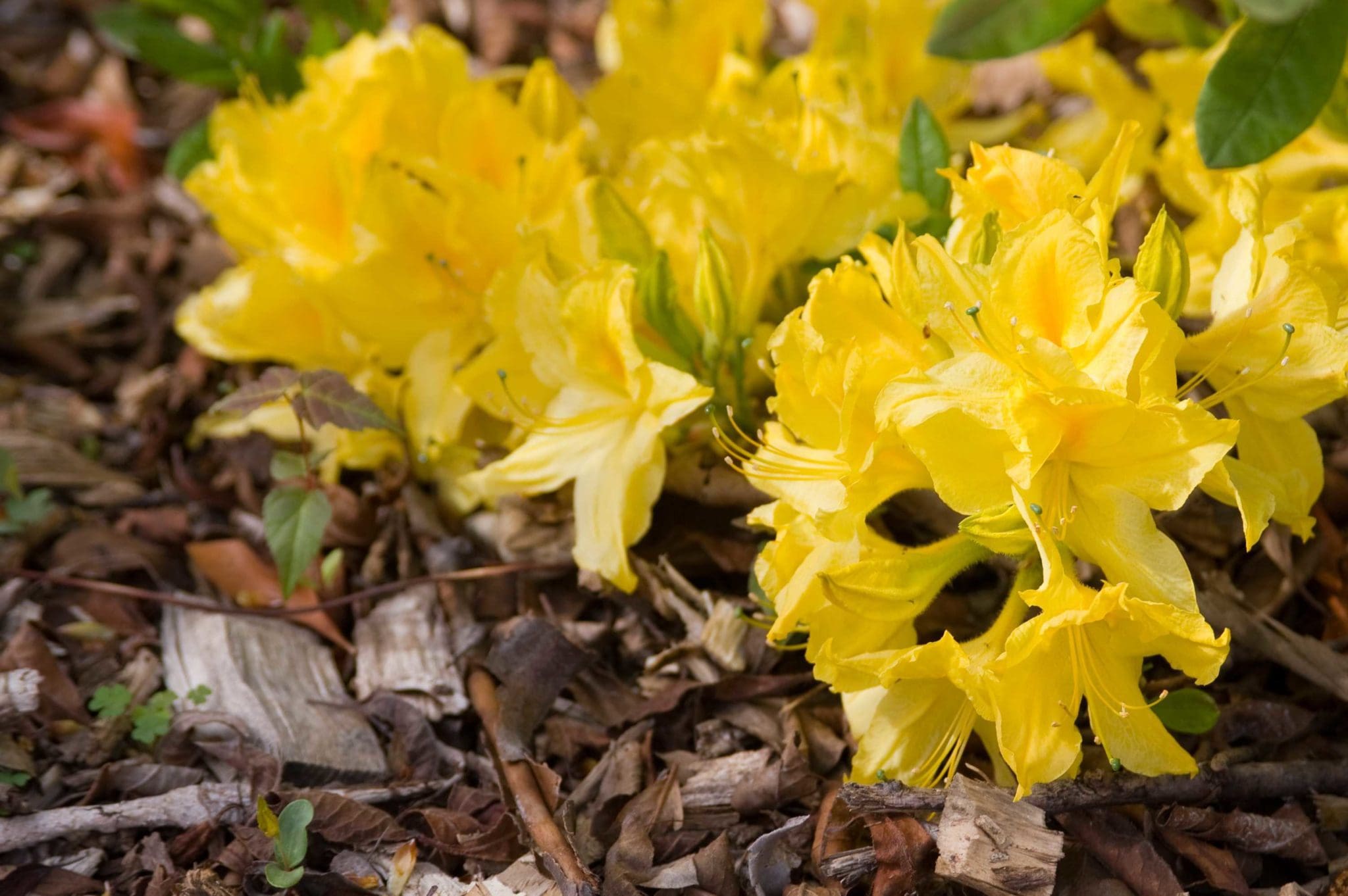 Lemon Lights Azalea - Pahl's Market - Apple Valley, MN