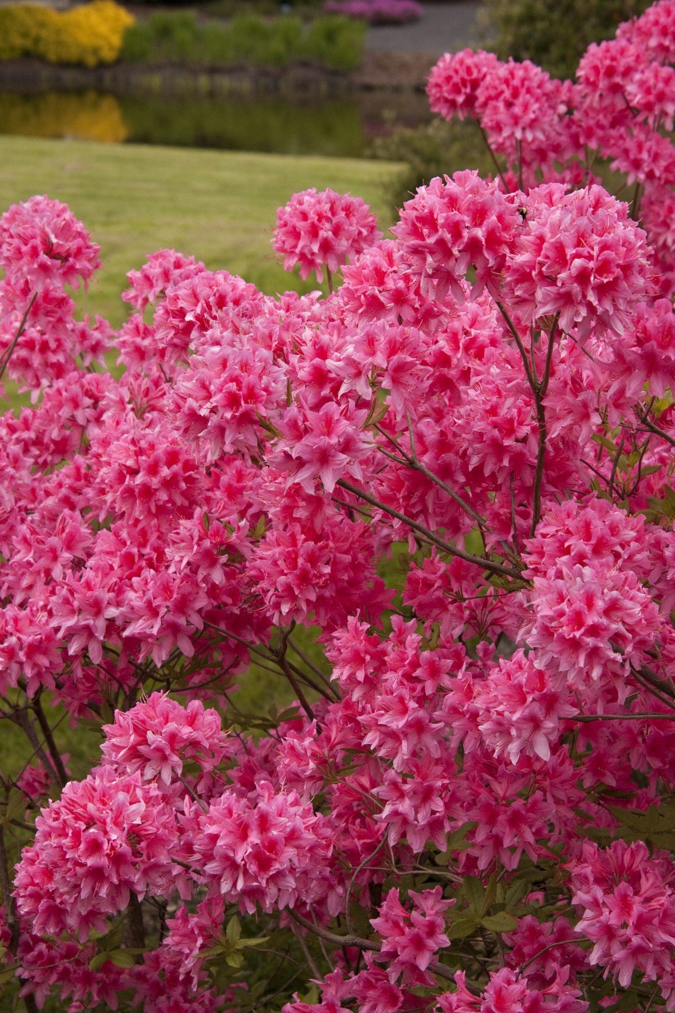 Rosy Lights Azalea - Pahl's Market - Apple Valley, MN