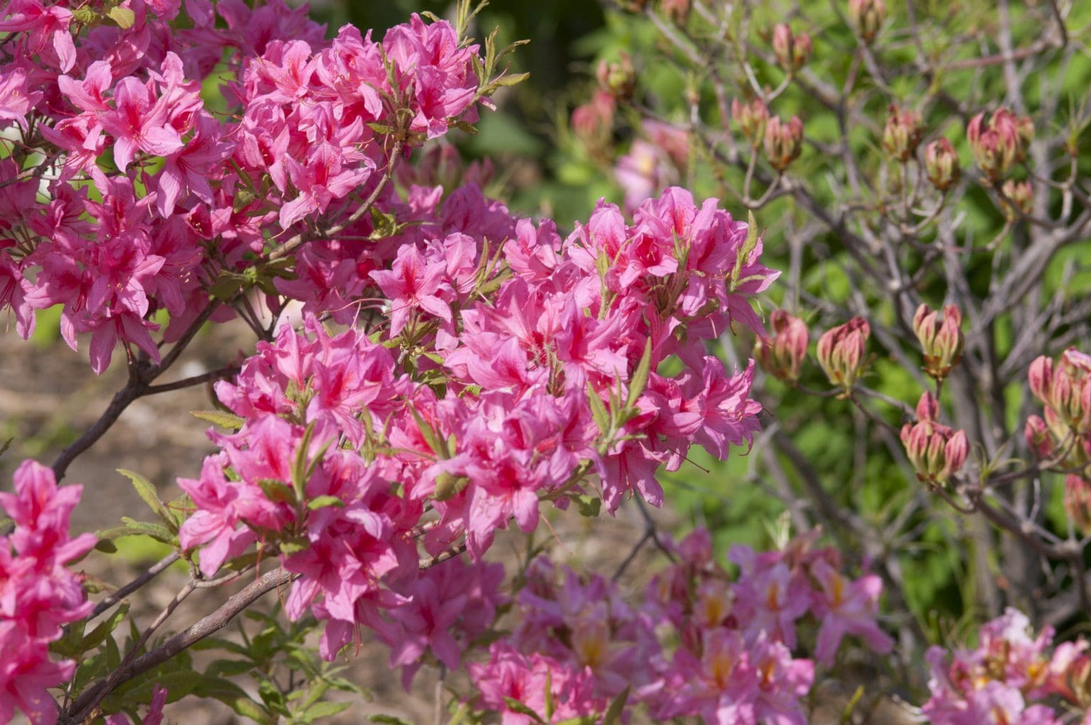 Rosy Lights Azalea - Pahl's Market - Apple Valley, MN