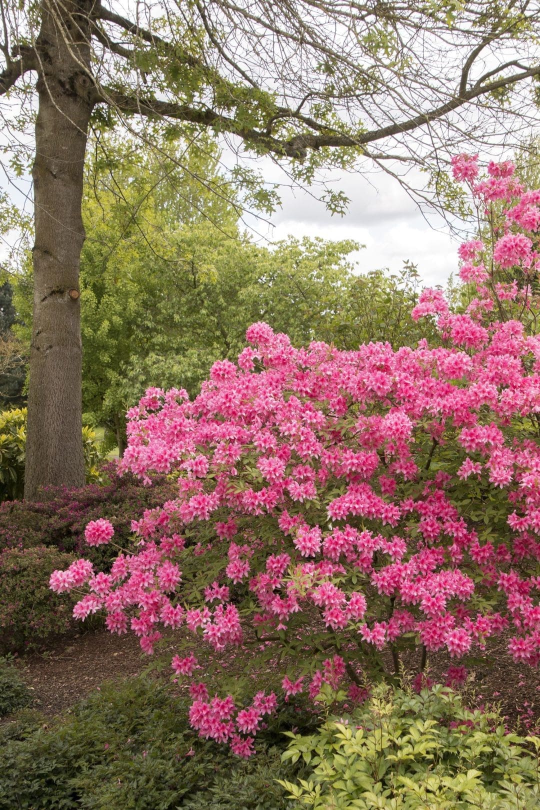 Rosy Lights Azalea - Pahl's Market - Apple Valley, MN
