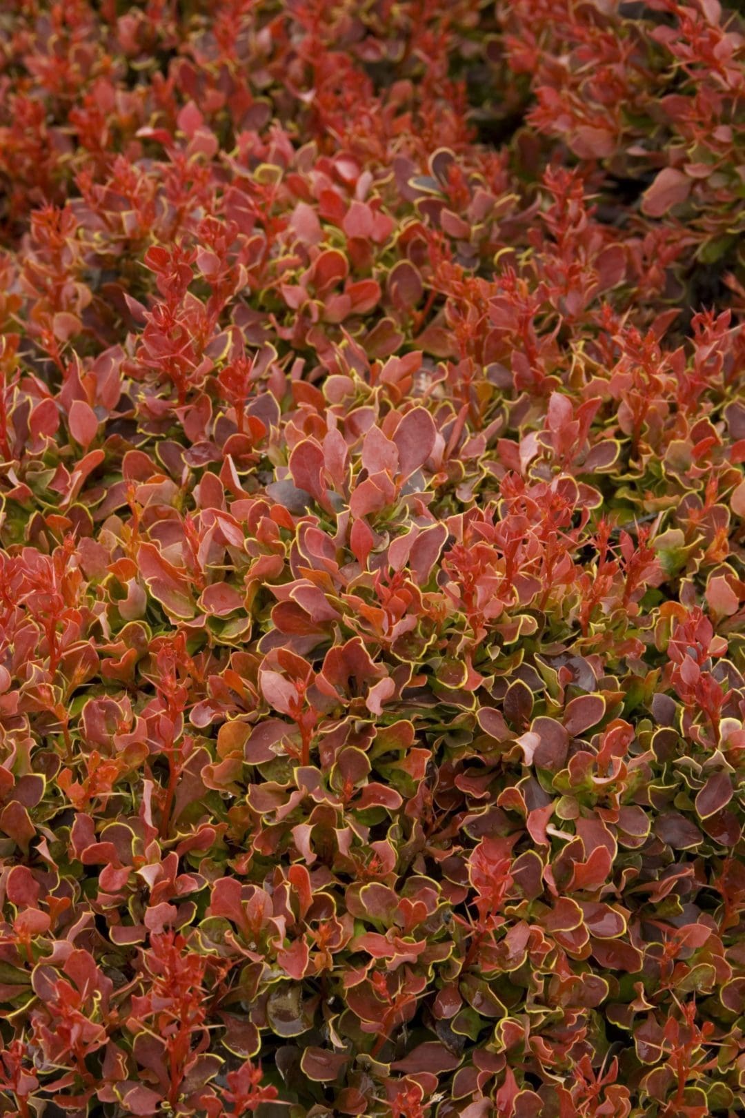 Golden Ruby Barberry - Pahl's Market - Apple Valley, MN