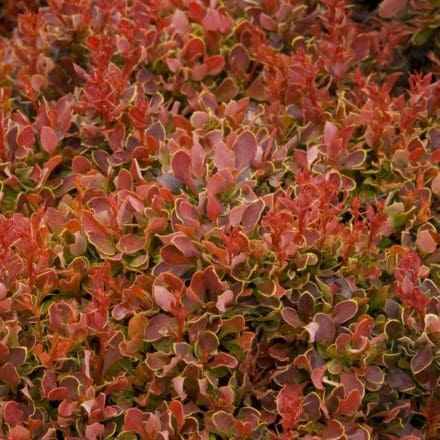 Admiration Barberry - Pahl's Market - Apple Valley, MN