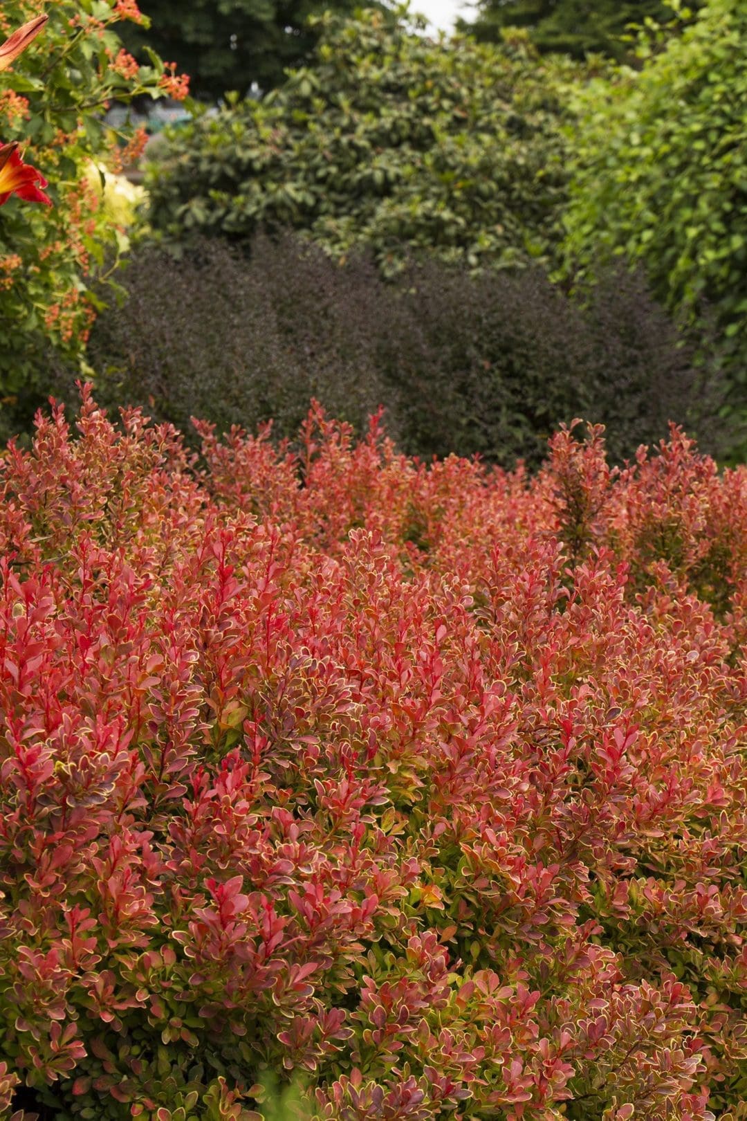 Golden Ruby Barberry - Pahl's Market - Apple Valley, MN