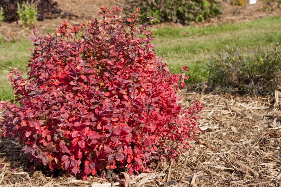 Limoncello Barberry - Pahl's Market - Apple Valley, MN