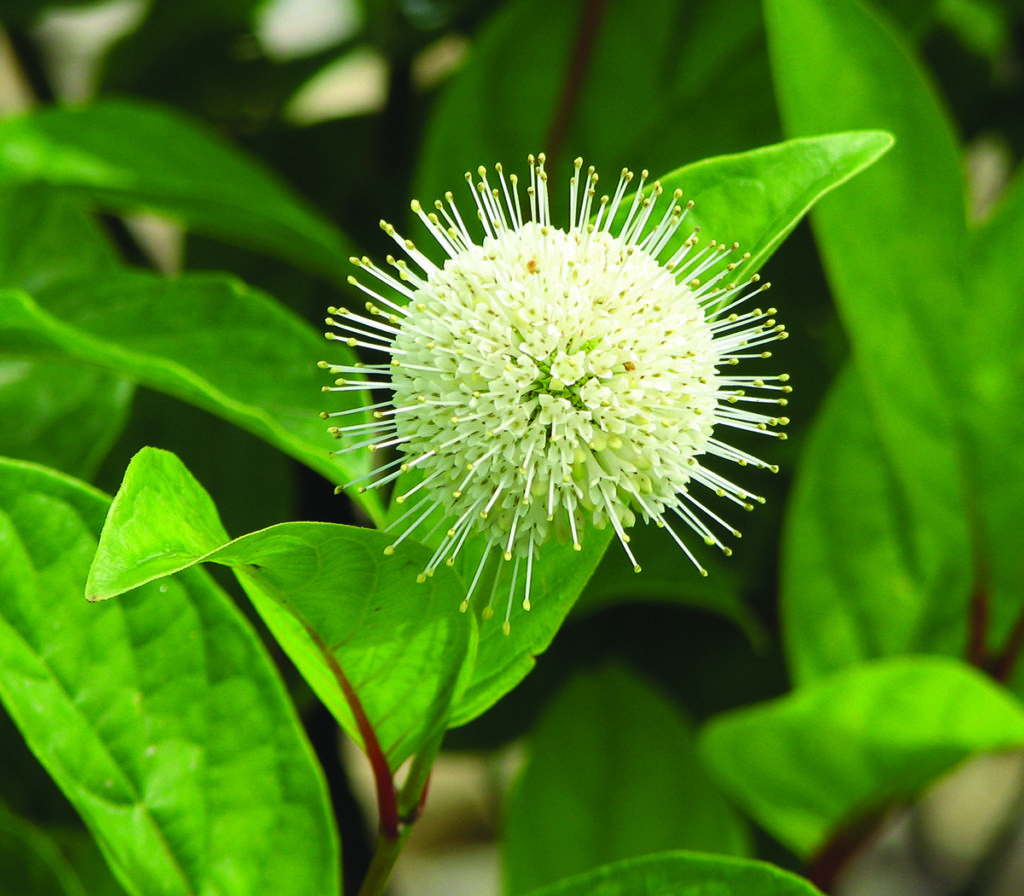 Fiber Optics Buttonbush - Pahl's Market - Apple Valley, MN