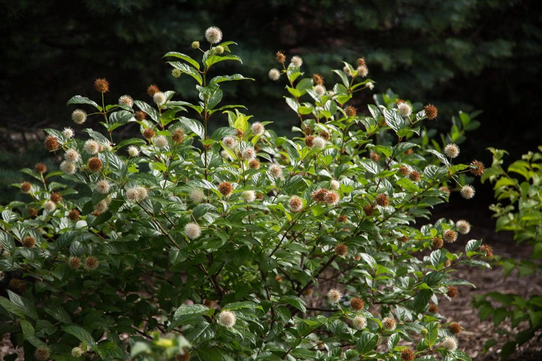 Fiber Optics Buttonbush - Pahl's Market - Apple Valley, MN