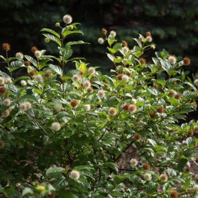 Fiber Optics Buttonbush - Pahl's Market - Apple Valley, MN