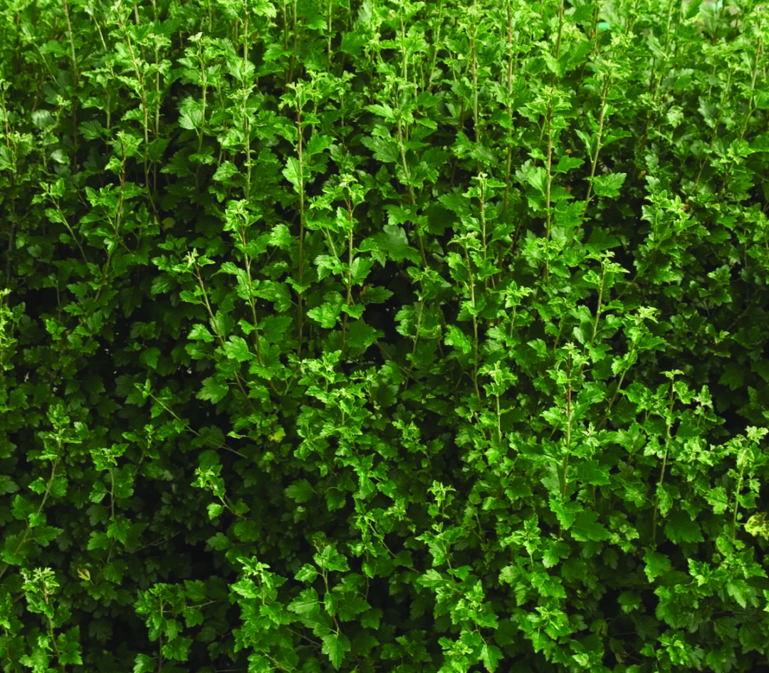 Alpine Currant - Pahl's Market - Apple Valley, MN