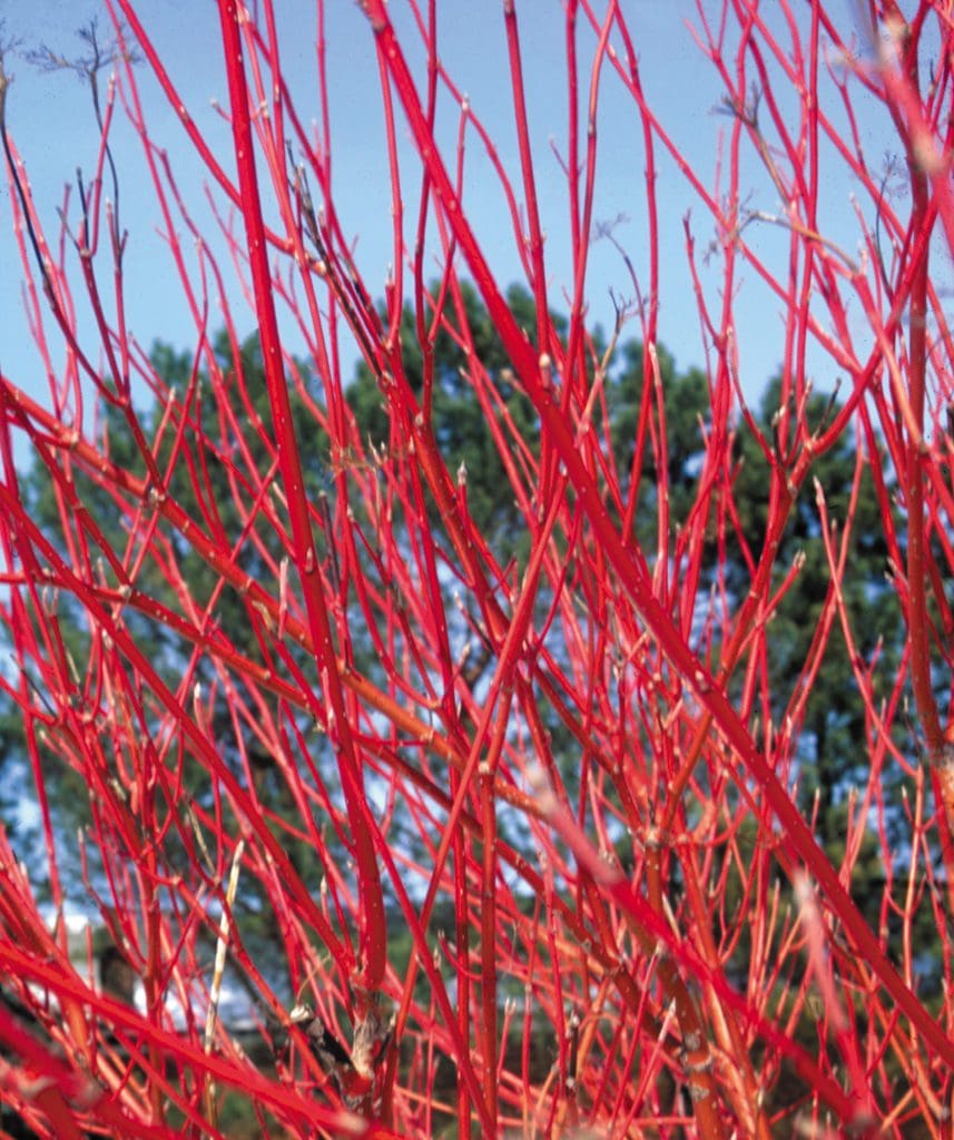 Cardinal Red Osier Dogwood - Pahl's Market - Apple Valley, MN