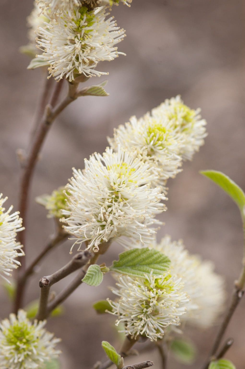 Blue Shadow Fothergilla - Pahl's Market - Apple Valley, MN