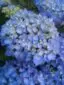 Blue Enchantress Hydrangea - Pahl's Market - Apple Valley, MN