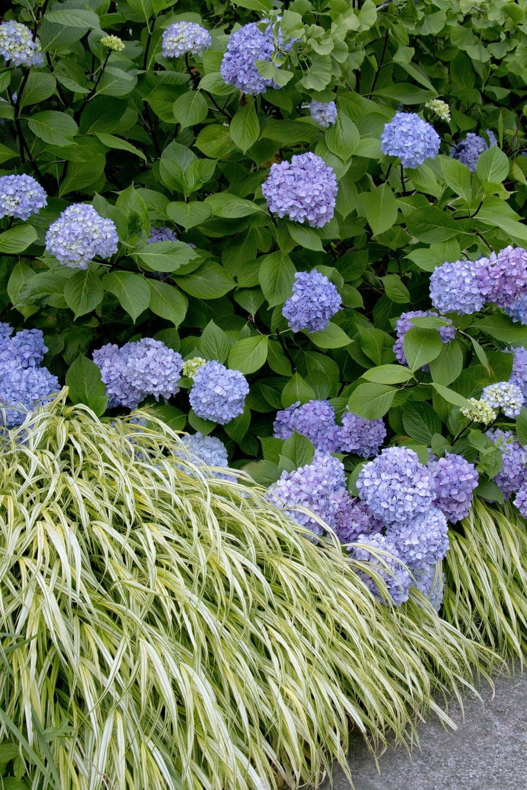 Blue Enchantress Hydrangea - Pahl's Market - Apple Valley, MN