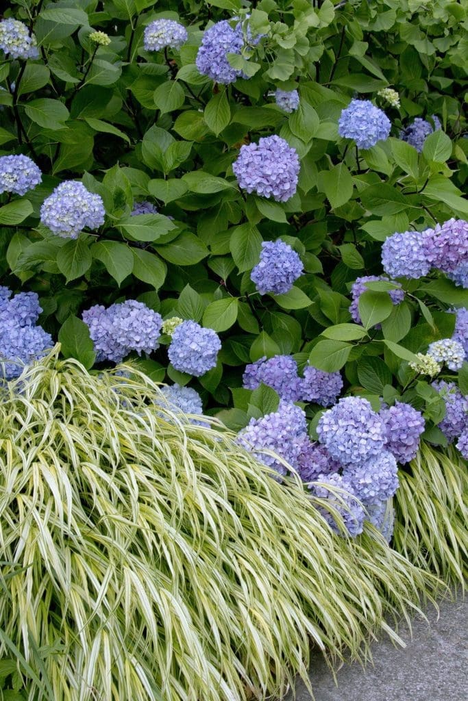Blue Enchantress Hydrangea - Pahl's Market - Apple Valley, MN