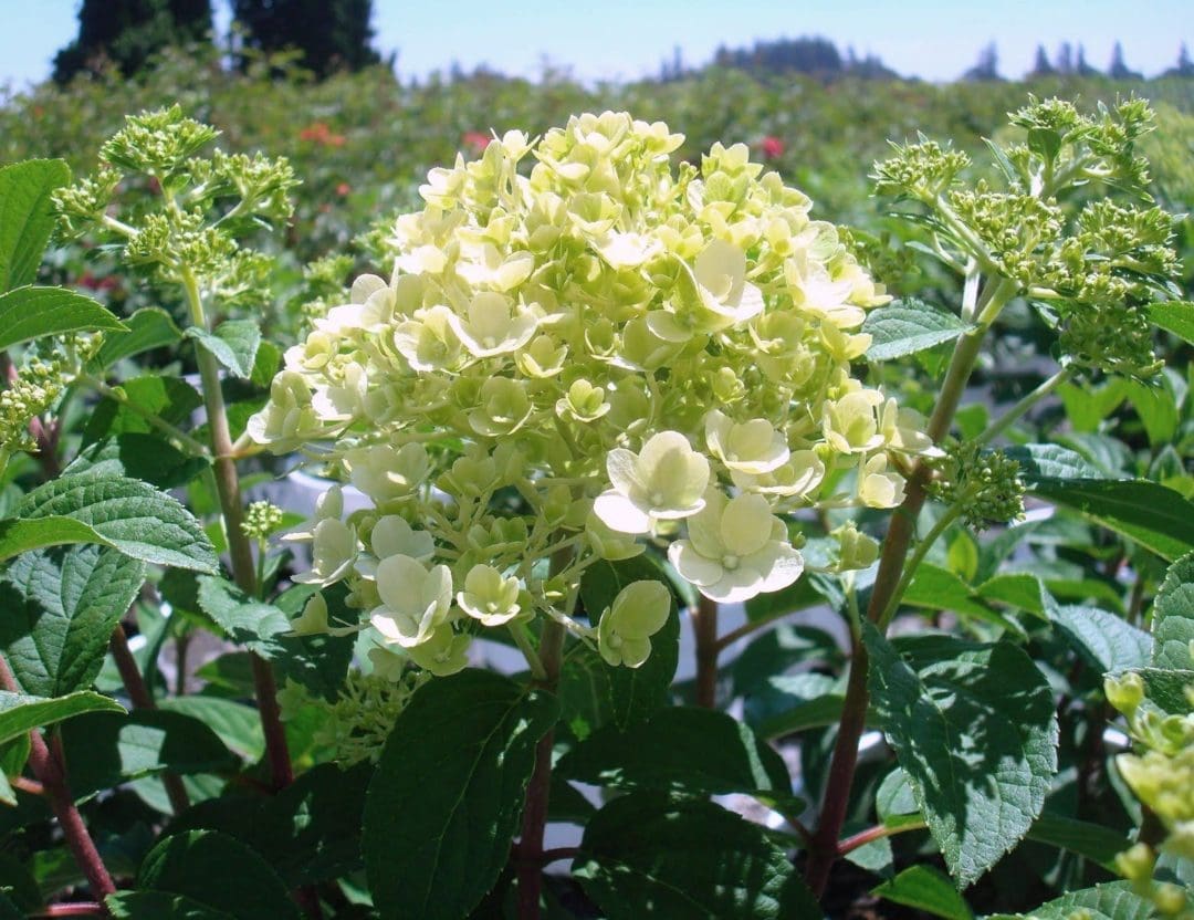 Bobo Hardy Hydrangea - Pahl's Market - Apple Valley, MN