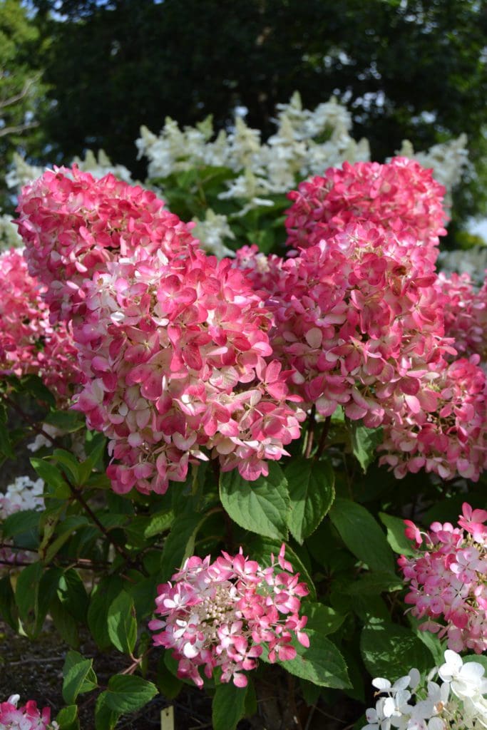 Diamond Rouge Hydrangea - Pahl's Market - Apple Valley, MN