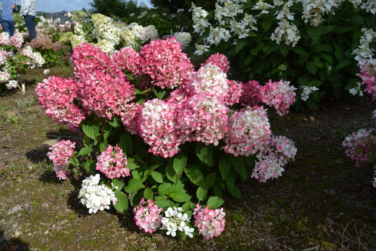 Diamond Rouge Hydrangea - Pahl's Market - Apple Valley, MN