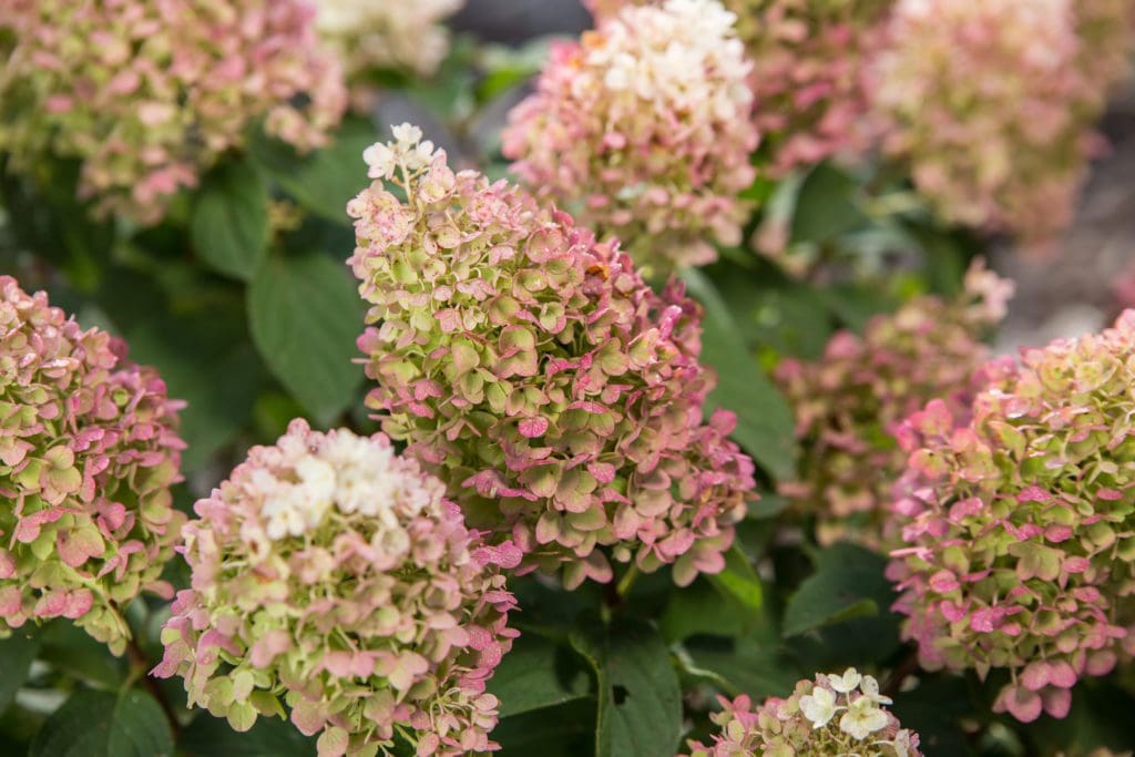 Little Hottie Panicle Hydrangea - Pahl's Market - Apple Valley, MN