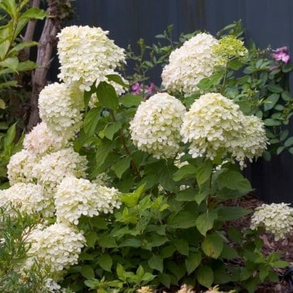 Little Lime Hydrangea - Pahl's Market - Apple Valley, MN