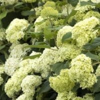 Hydrangea - Shop Pahl's Online