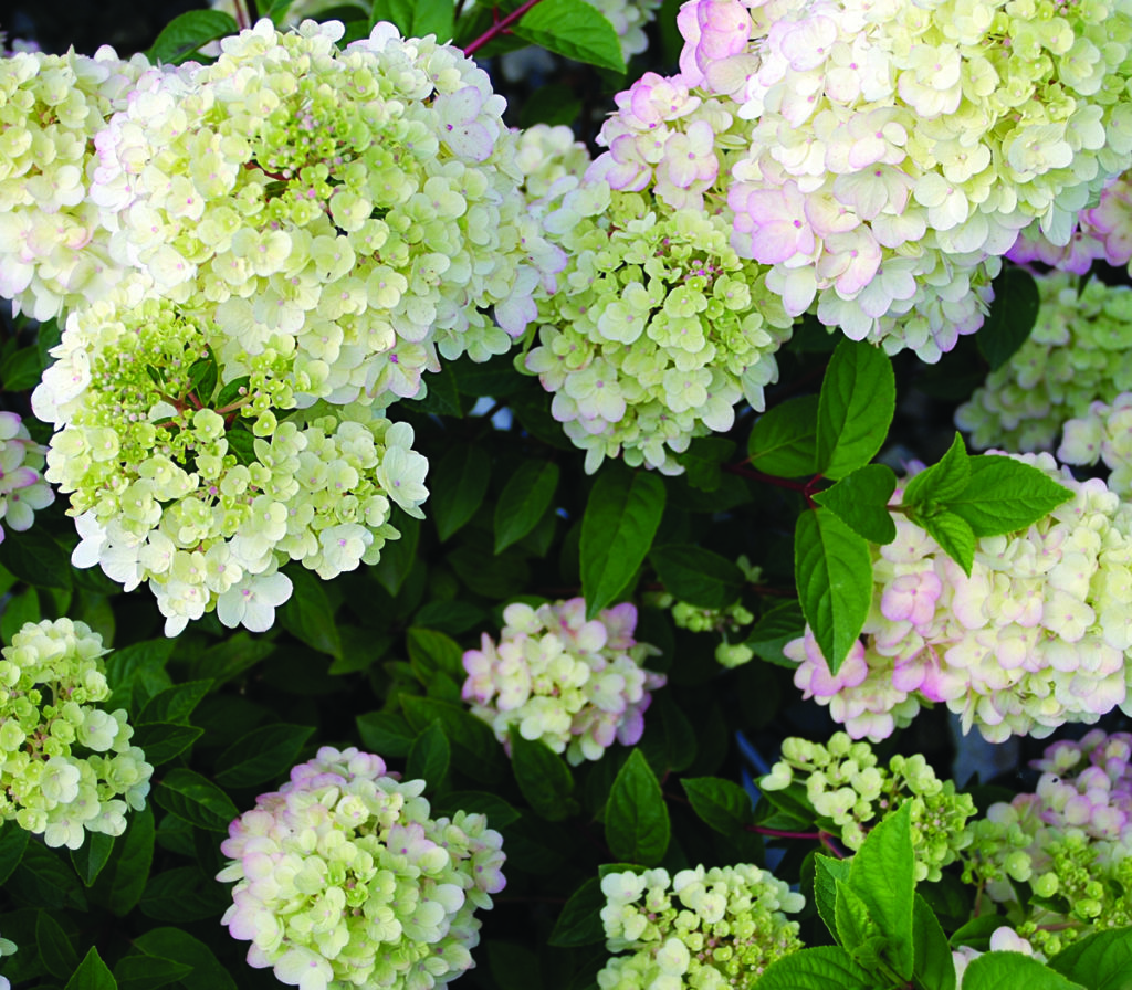 Strawberry Sundae Hydrangea - Pahl's Market - Apple Valley, MN