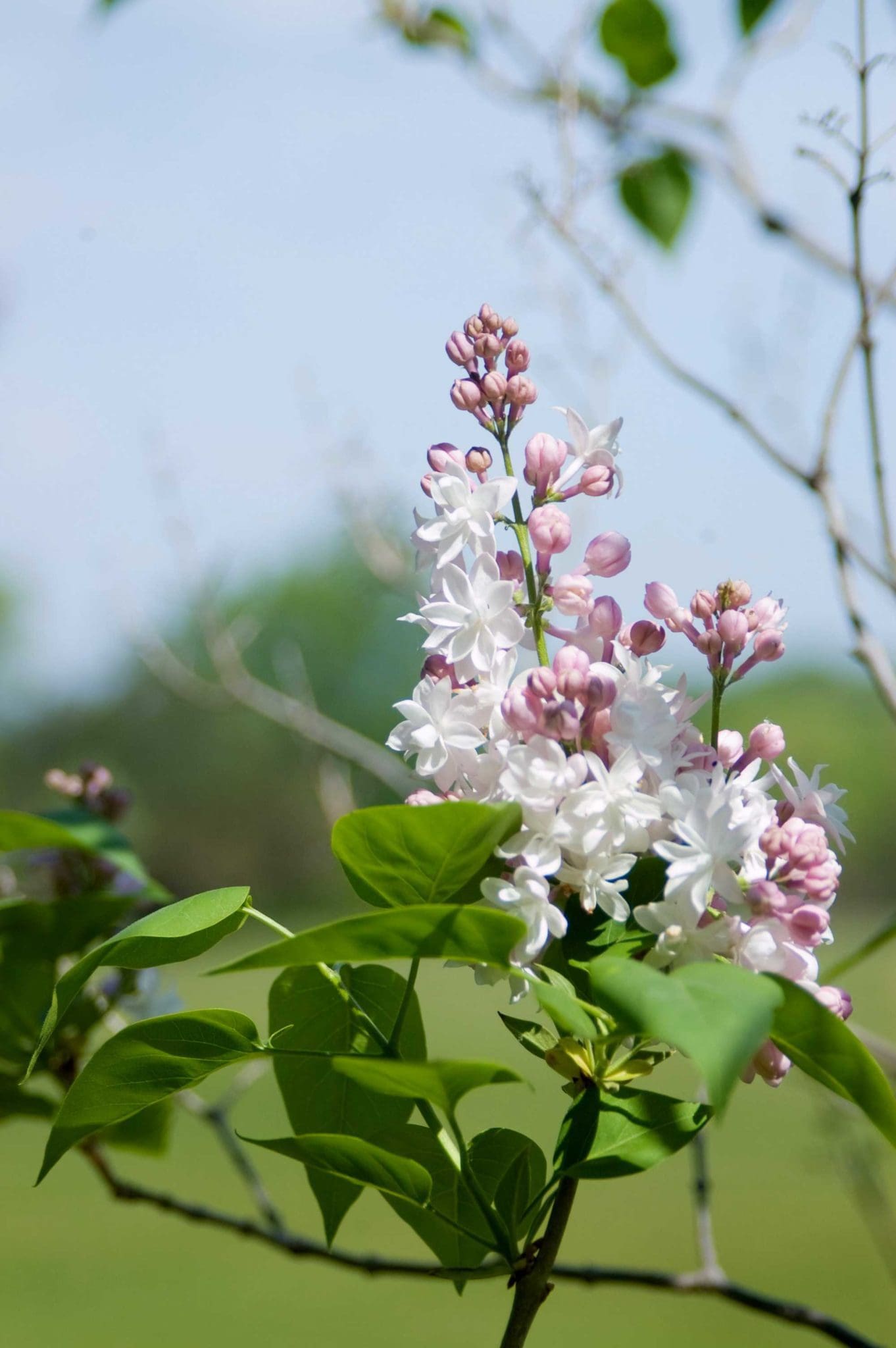Beauty of Moscow Lilac - Pahl's Market - Apple Valley, MN