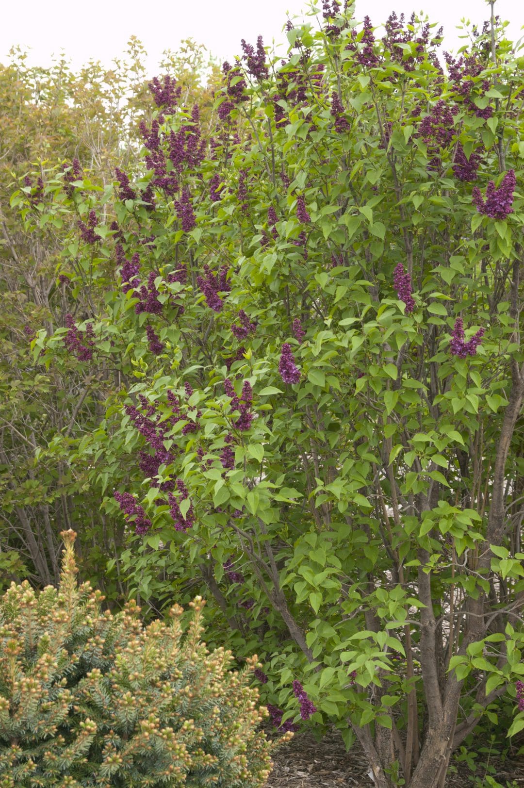 Charles Joly Lilac - Pahl's Market - Apple Valley, MN