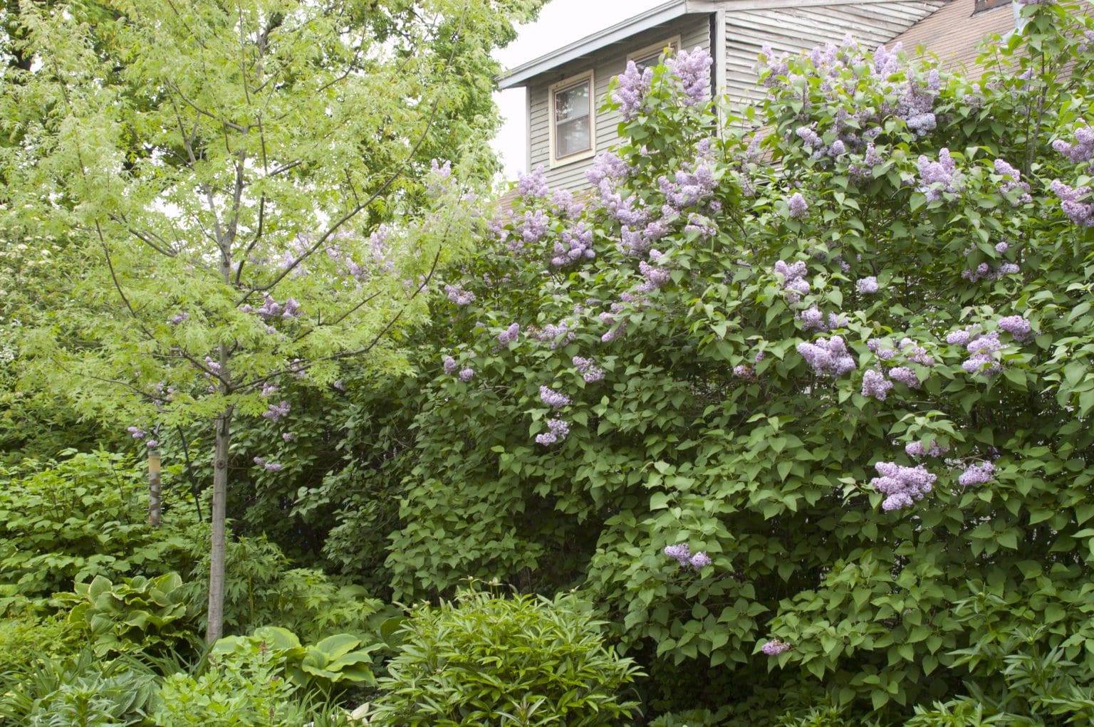 Common Purple Lilac Pahl s Market Apple Valley MN common-purple-lilac-pahl-s-market-apple-valley-mn