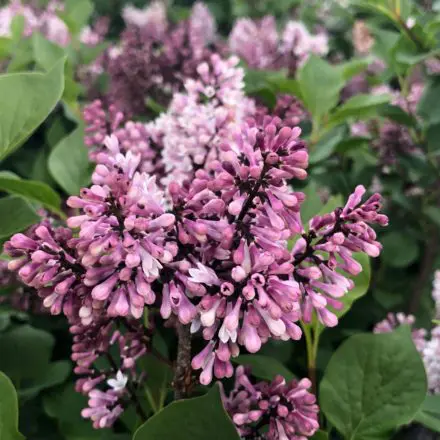 Little Lady Lilac - Pahl's Market - Apple Valley, MN