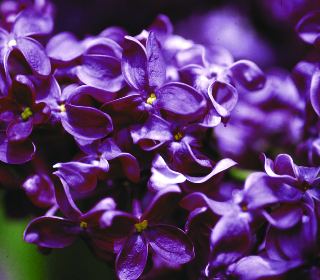 Monge Lilac - Pahl's Market - Apple Valley, MN