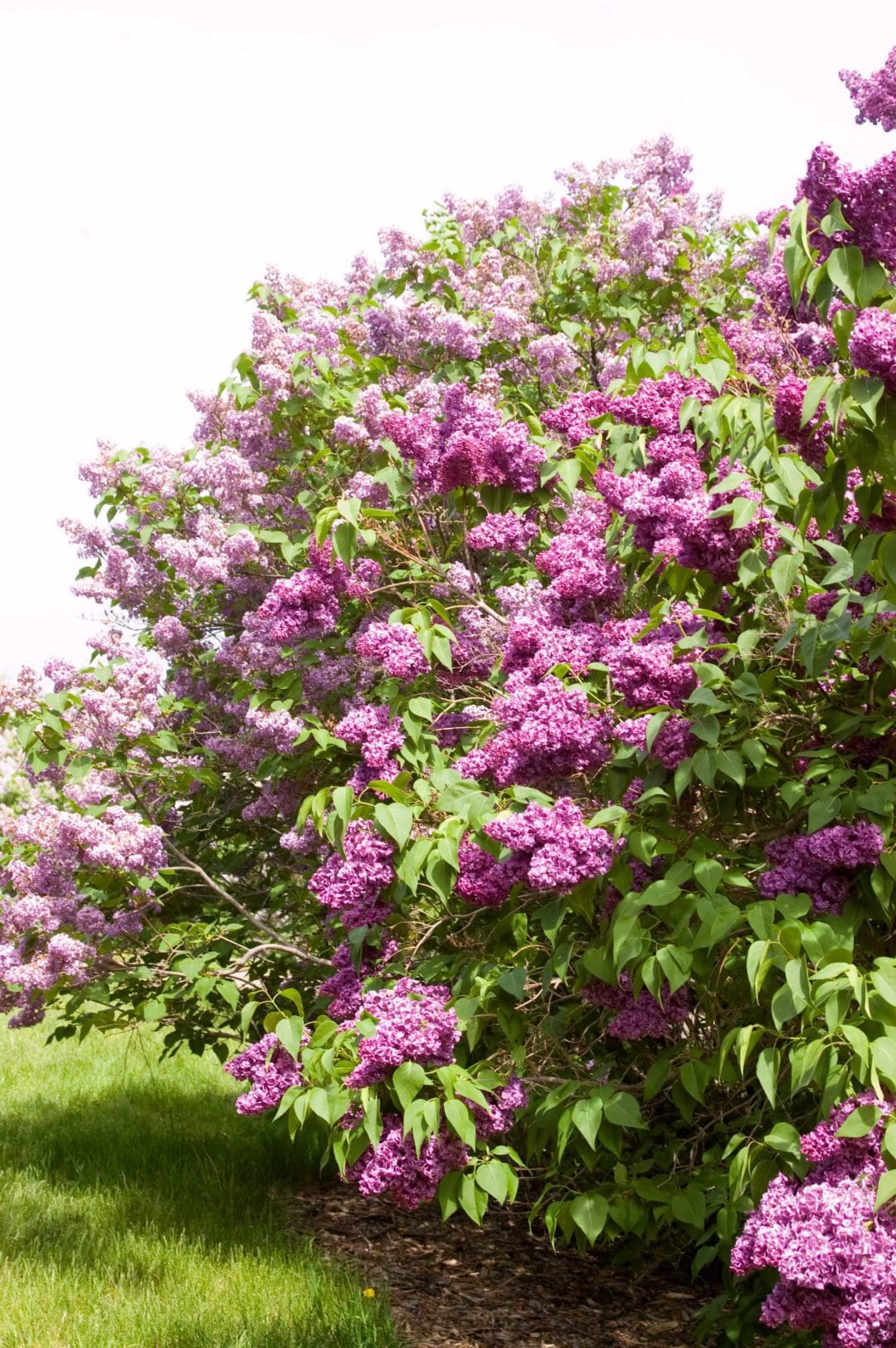 Monge Lilac - Pahl's Market - Apple Valley, MN