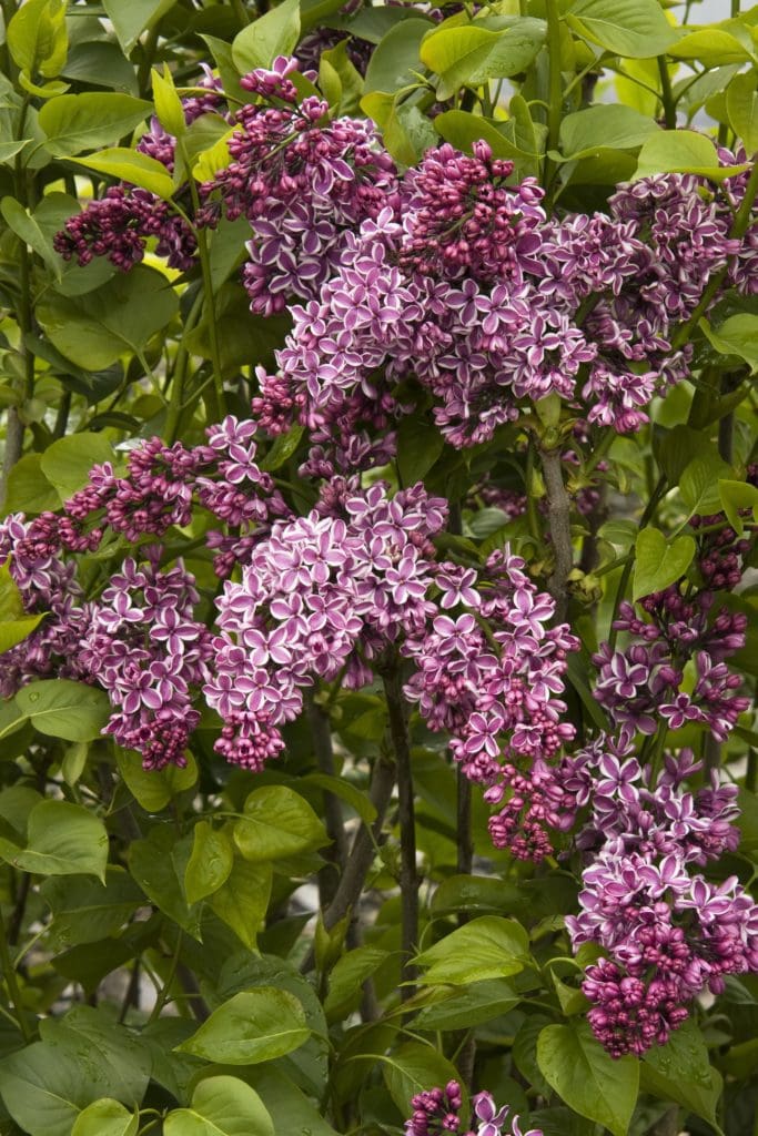 Sensation Lilac - Pahl's Market - Apple Valley, MN