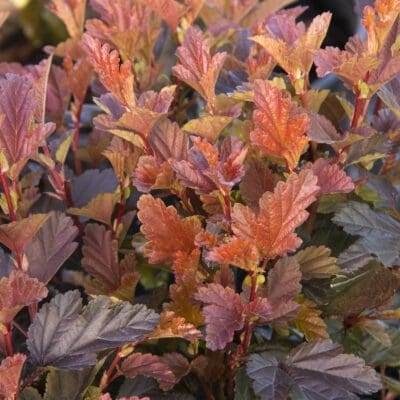 Little Devil Ninebark - Pahl's Market - Apple Valley, MN