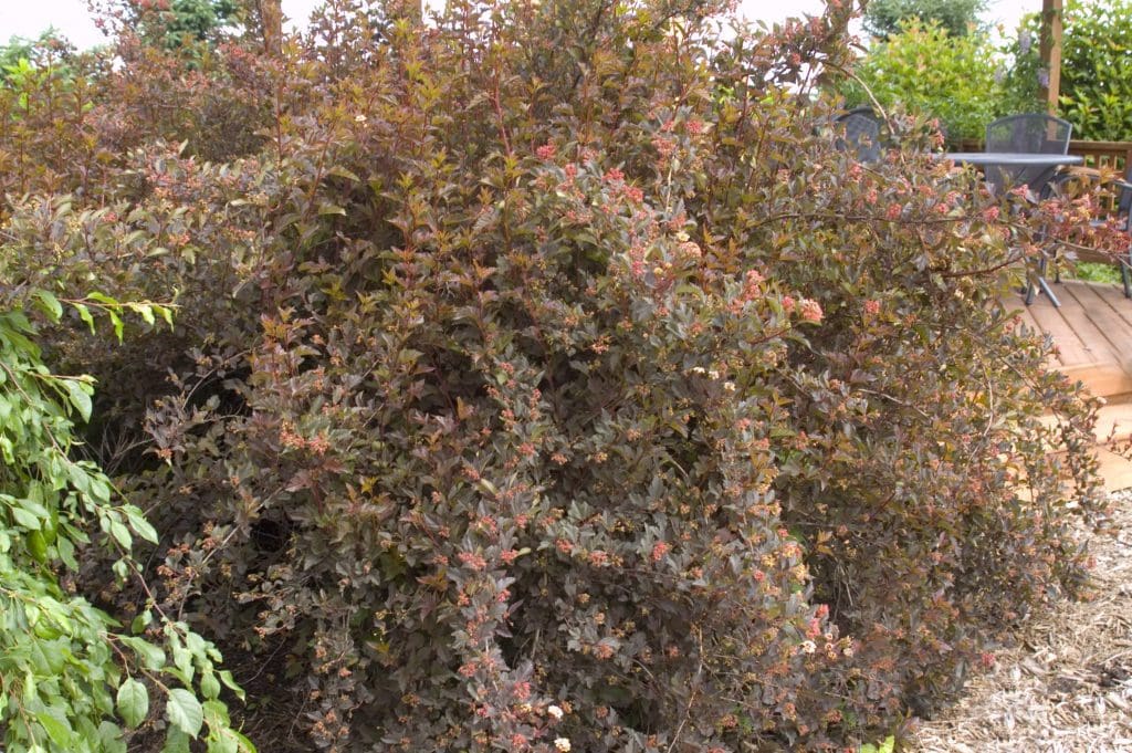 Summer Wine Ninebark - Pahl's Market - Apple Valley, MN