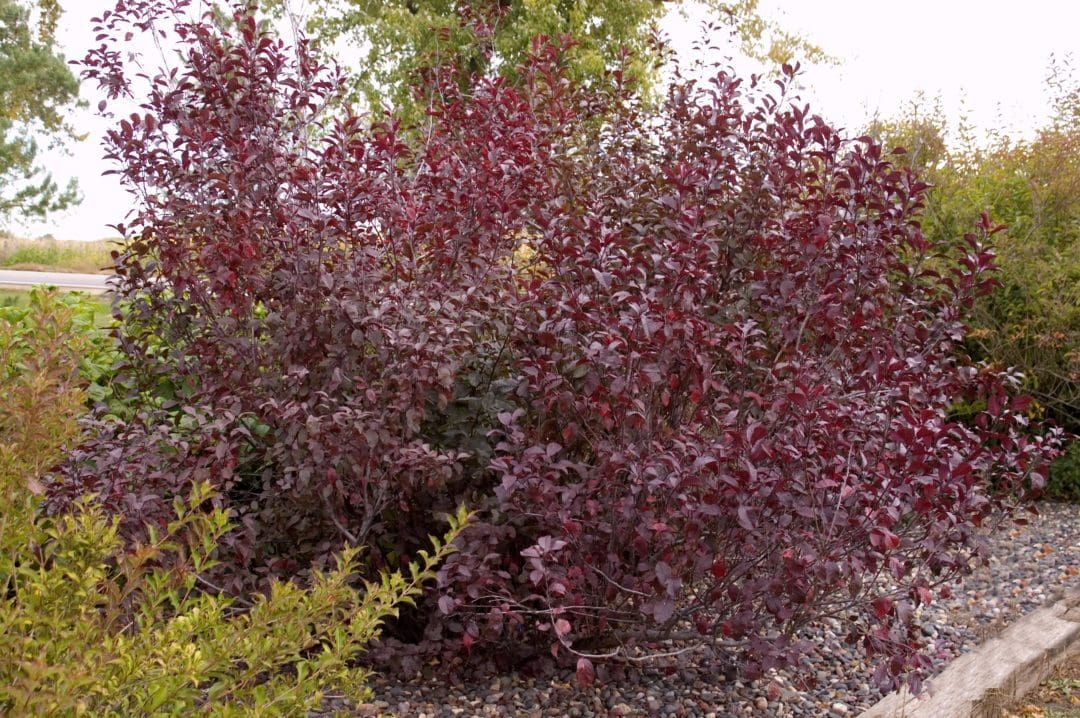 Purpleleaf Sand Cherry - Pahl's Market - Apple Valley, MN