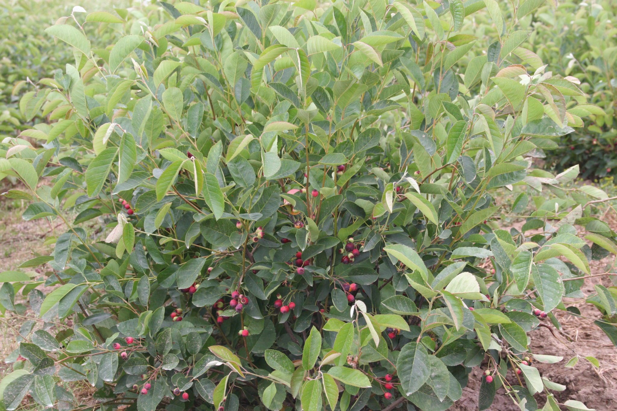 Regent Saskatoon Serviceberry - Pahl's Market - Apple Valley, MN