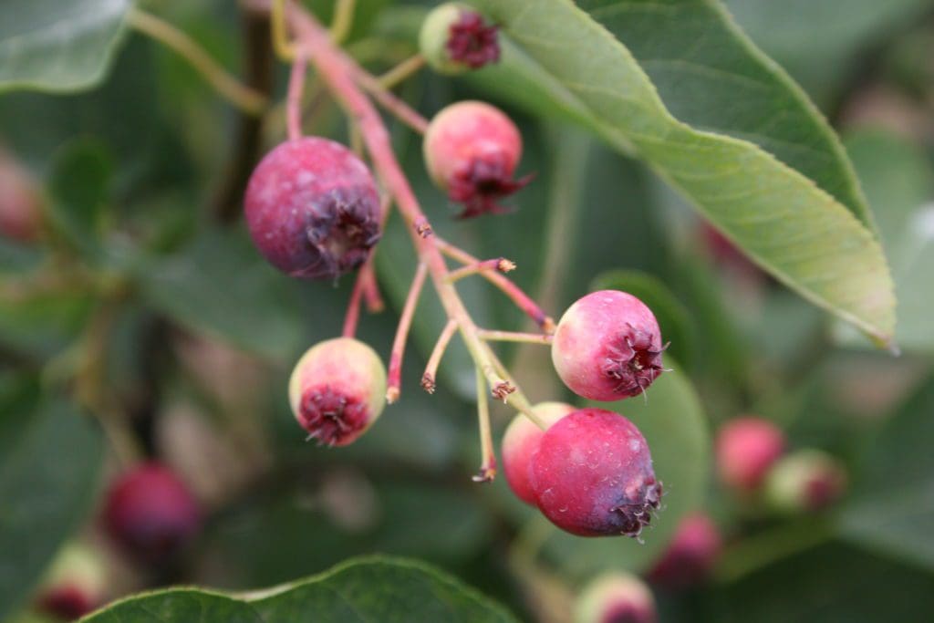 Regent Saskatoon Serviceberry - Pahl's Market - Apple Valley, MN