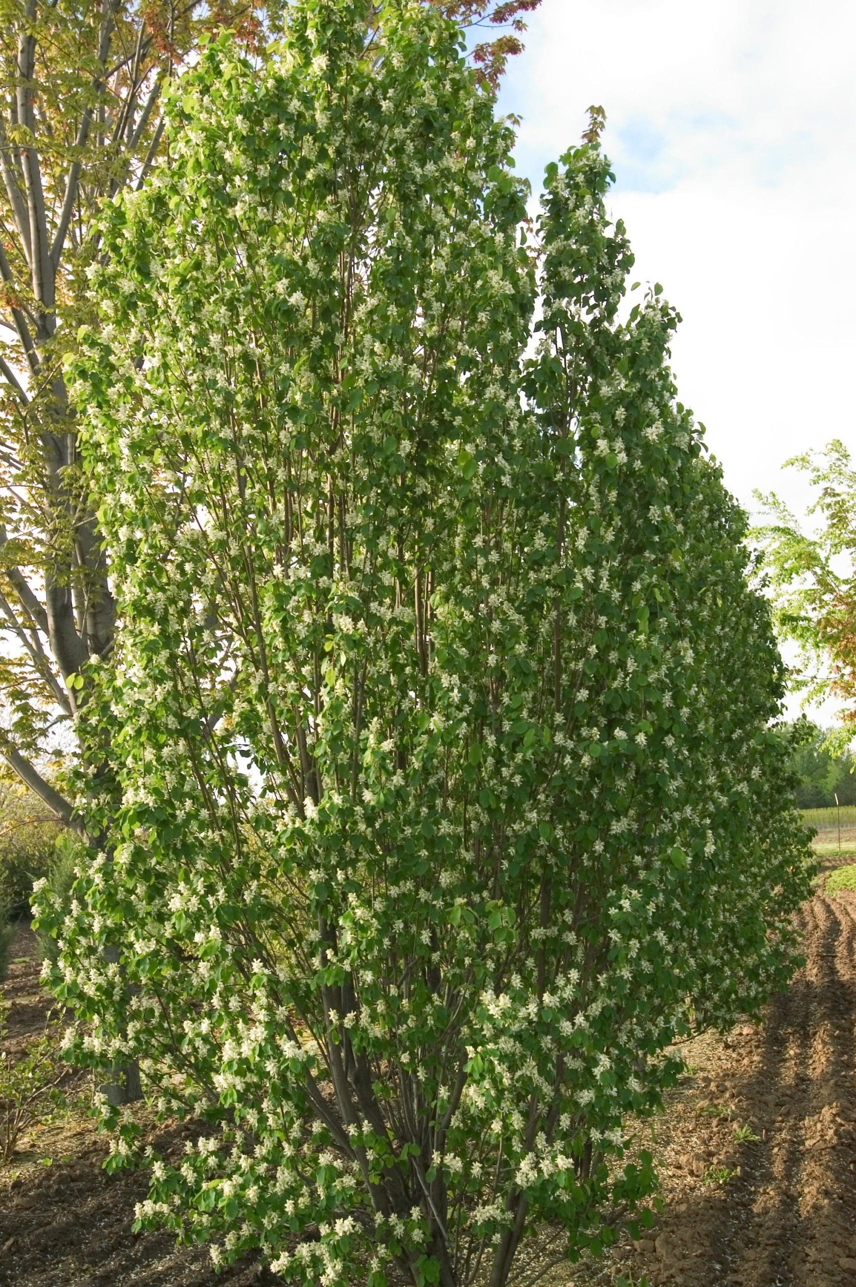 Standing Ovation Serviceberry - Pahl's Market - Apple Valley, MN Standing Ovation Serviceberry - Pahl's Market - Apple Valley, MN